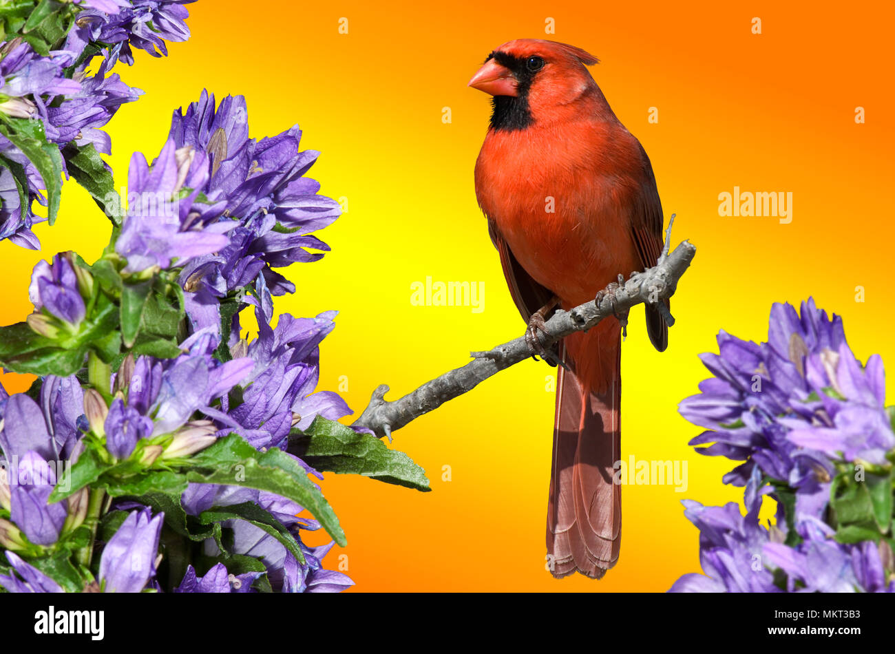 Arizona cardinal hi-res stock photography and images - Alamy