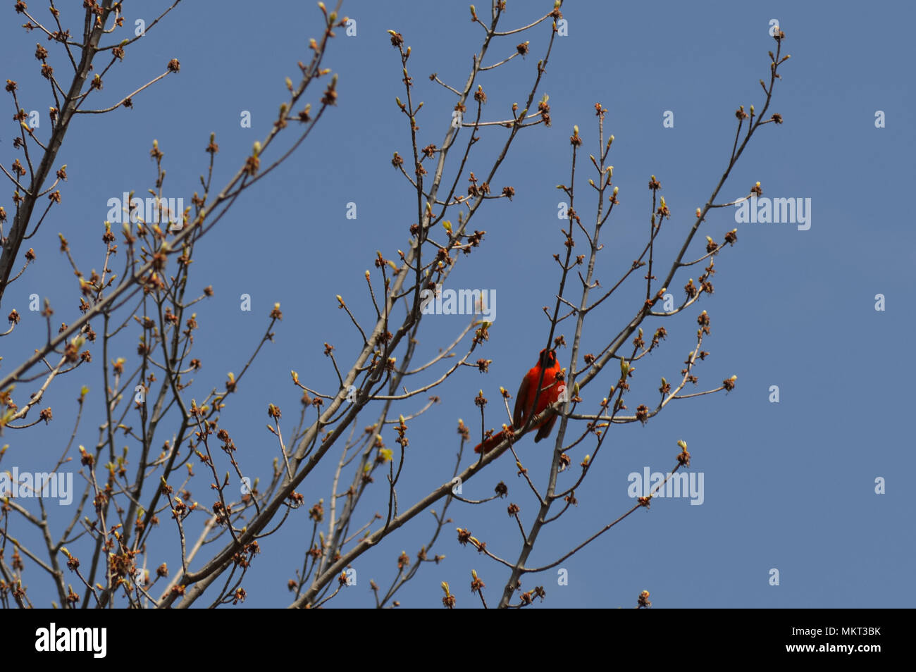 Red bird in the tree Stock Photo - Alamy