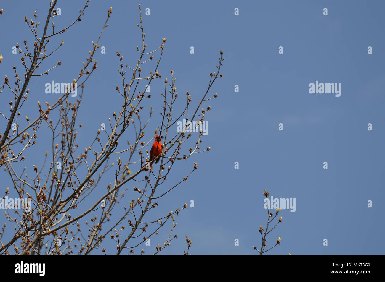 Red bird in the tree Stock Photo - Alamy