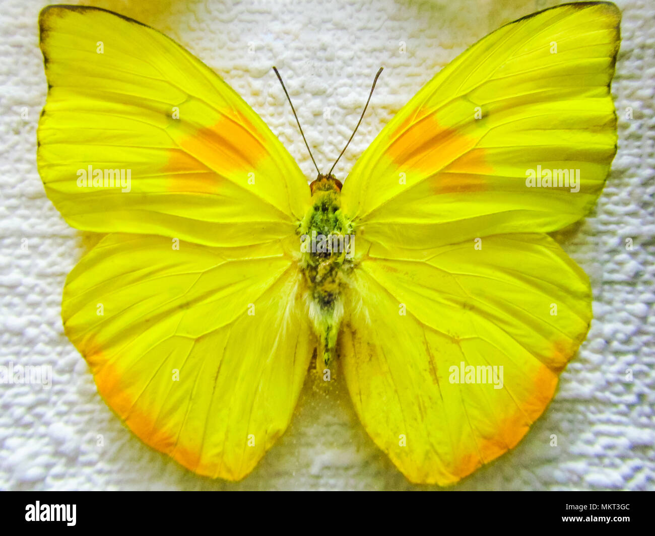 Orange-barred sulphur. Phoebis philea. Butterfly Stock Photo - Alamy