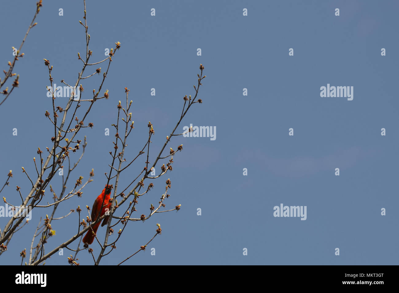 Red bird in the tree Stock Photo - Alamy