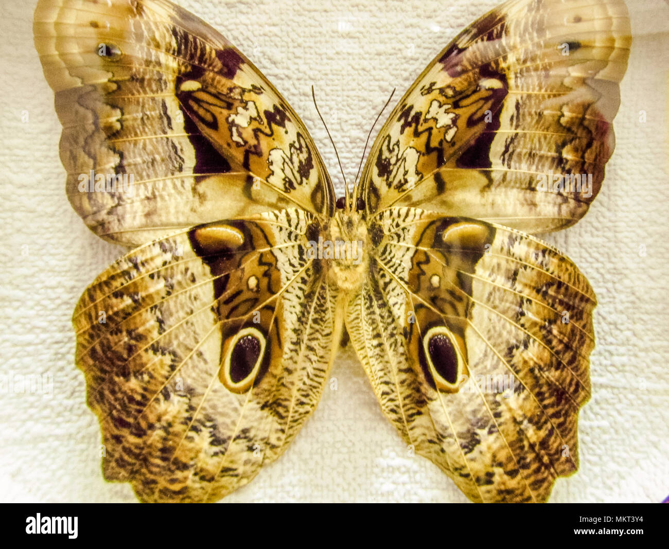 Butterfly Caligo beltrao Stock Photo - Alamy
