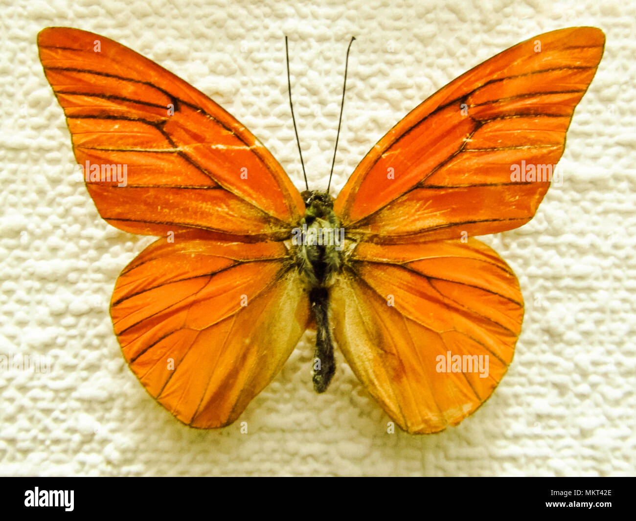Butterfly appias nero Stock Photo - Alamy