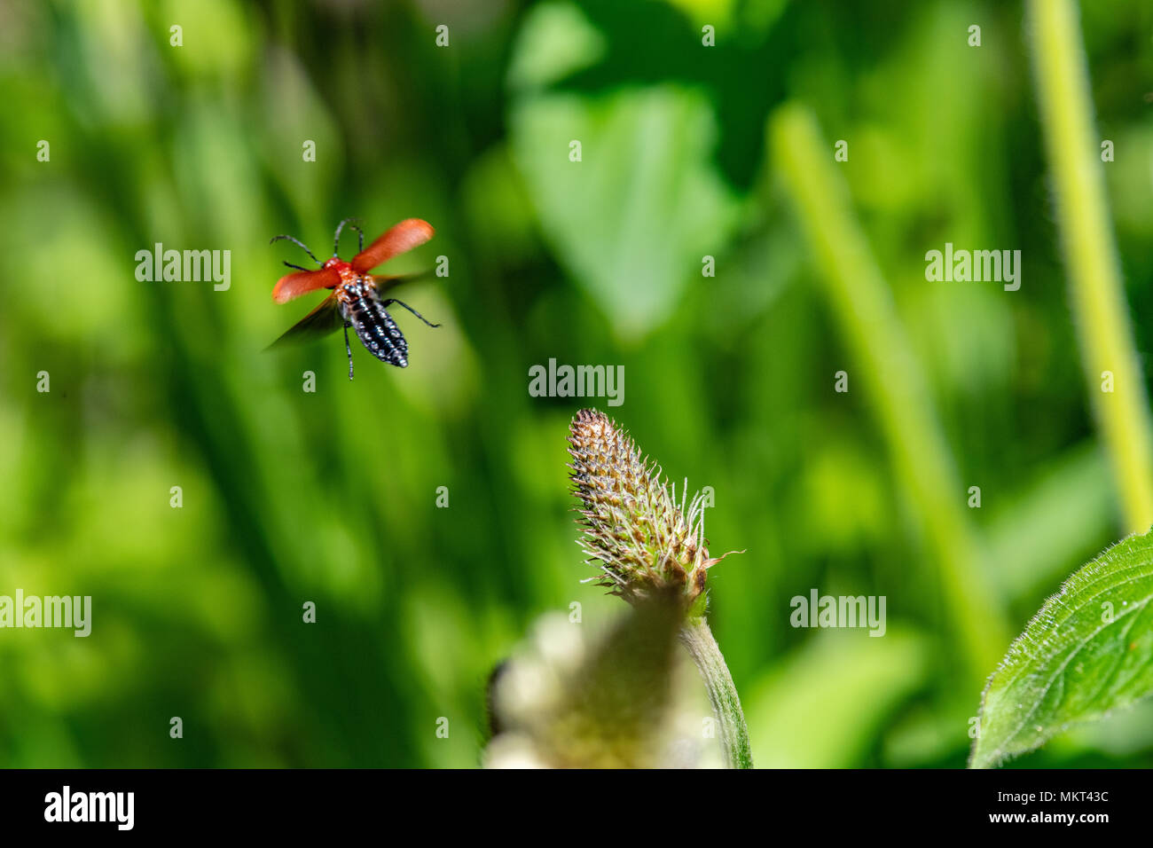 Scarlet (Red) Lily Beetle on garden plant Stock Photo - Alamy