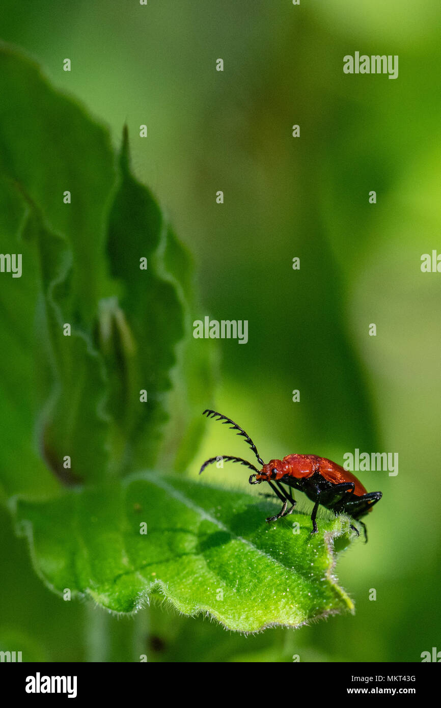 Leaf eating insects hi-res stock photography and images - Alamy