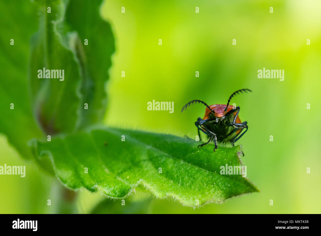 Leaf eating insects hi-res stock photography and images - Alamy