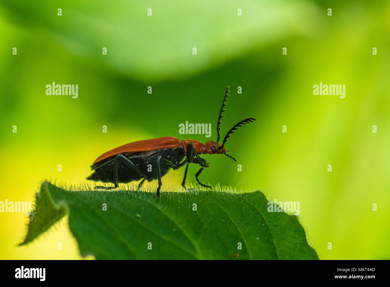 Scarlet (Red) Lily Beetle on garden plant Stock Photo - Alamy