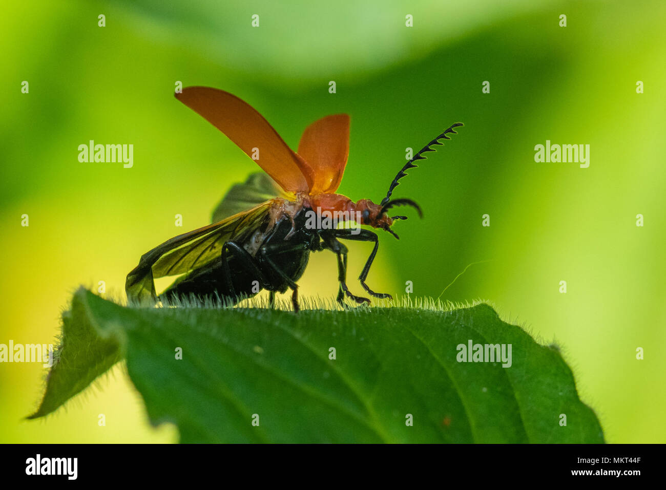 Leaf eating insects hi-res stock photography and images - Alamy