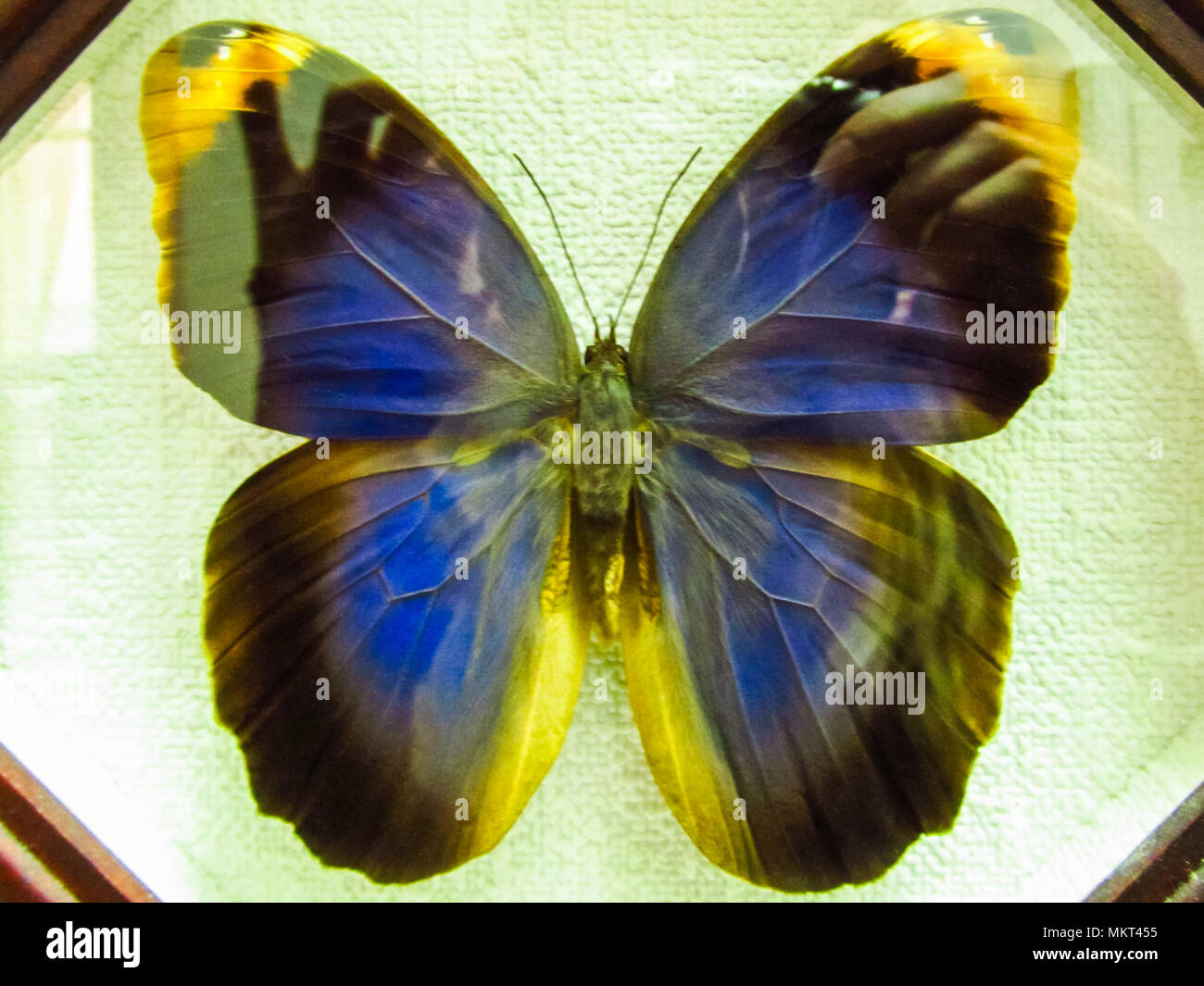 Owl Butterfly. Caligo Beltrao. Brassolidae family Stock Photo - Alamy