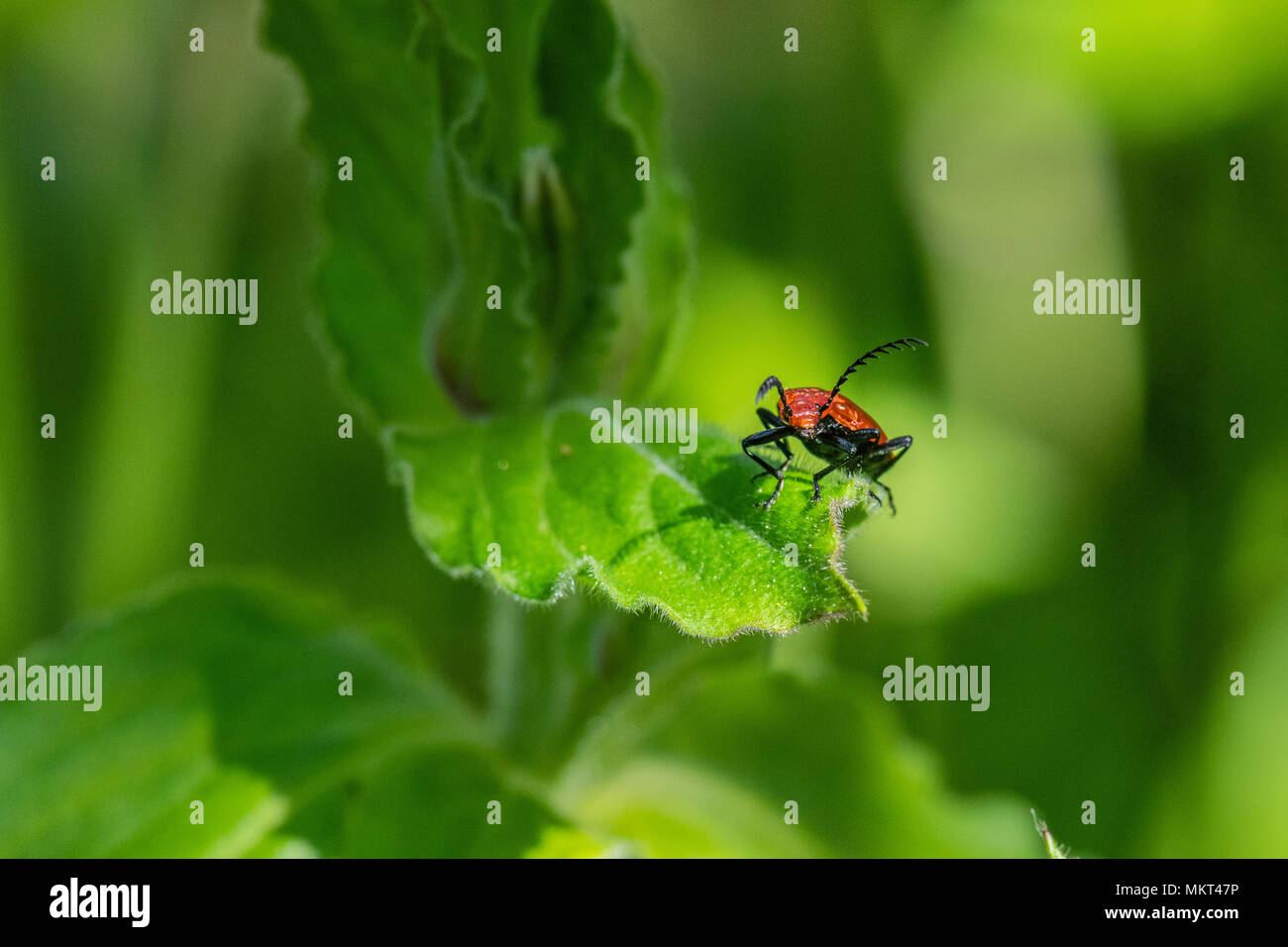 Leaf eating insects hi-res stock photography and images - Alamy