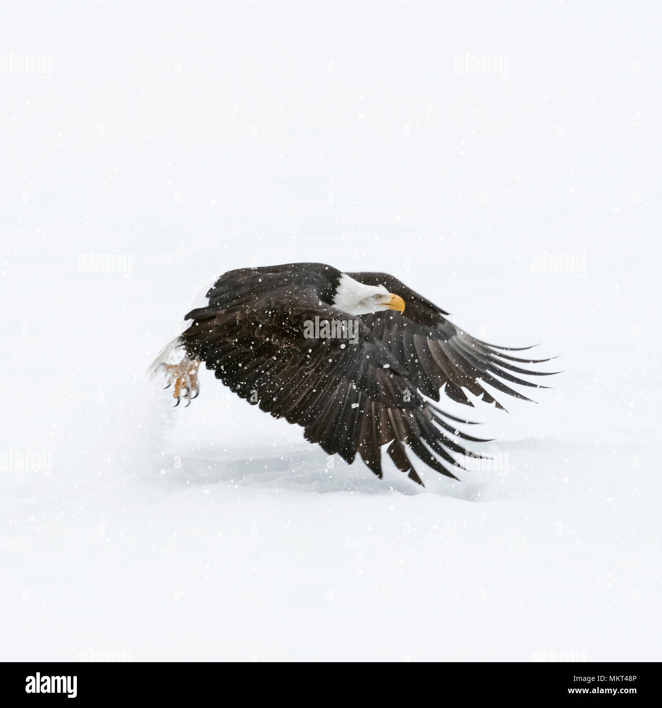 Bald Eagle, Alaska, American National Symbol Stock Photo - Alamy
