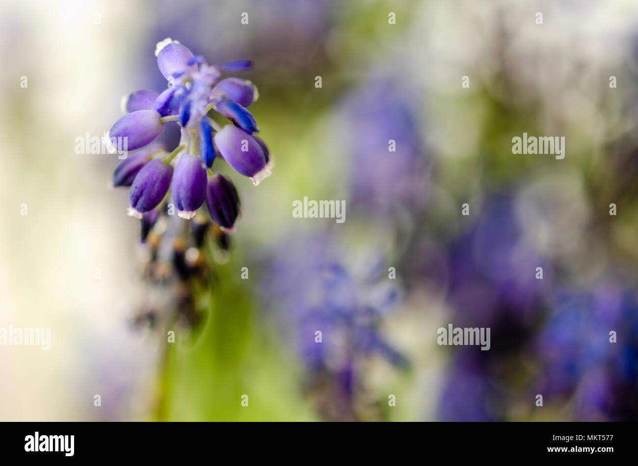 Spring flowers with blurred background. Macro,muscari flowers Stock ...