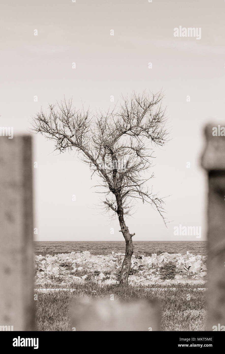 Dry tree behind the fence Stock Photo - Alamy