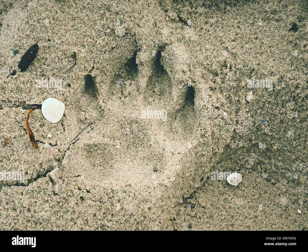 Big dog footprint hi-res stock photography and images - Alamy