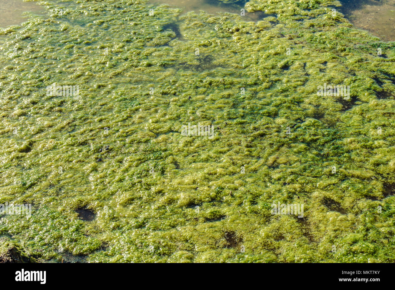 silt on the water Stock Photo - Alamy