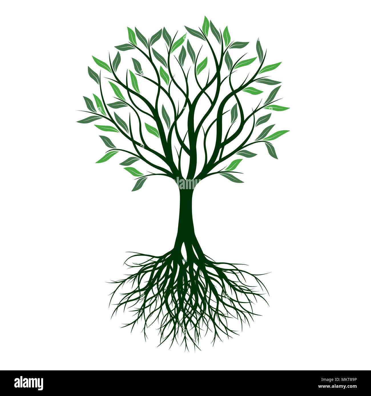 Green Spring Tree and roots. Vector Illustration Stock Photo - Alamy