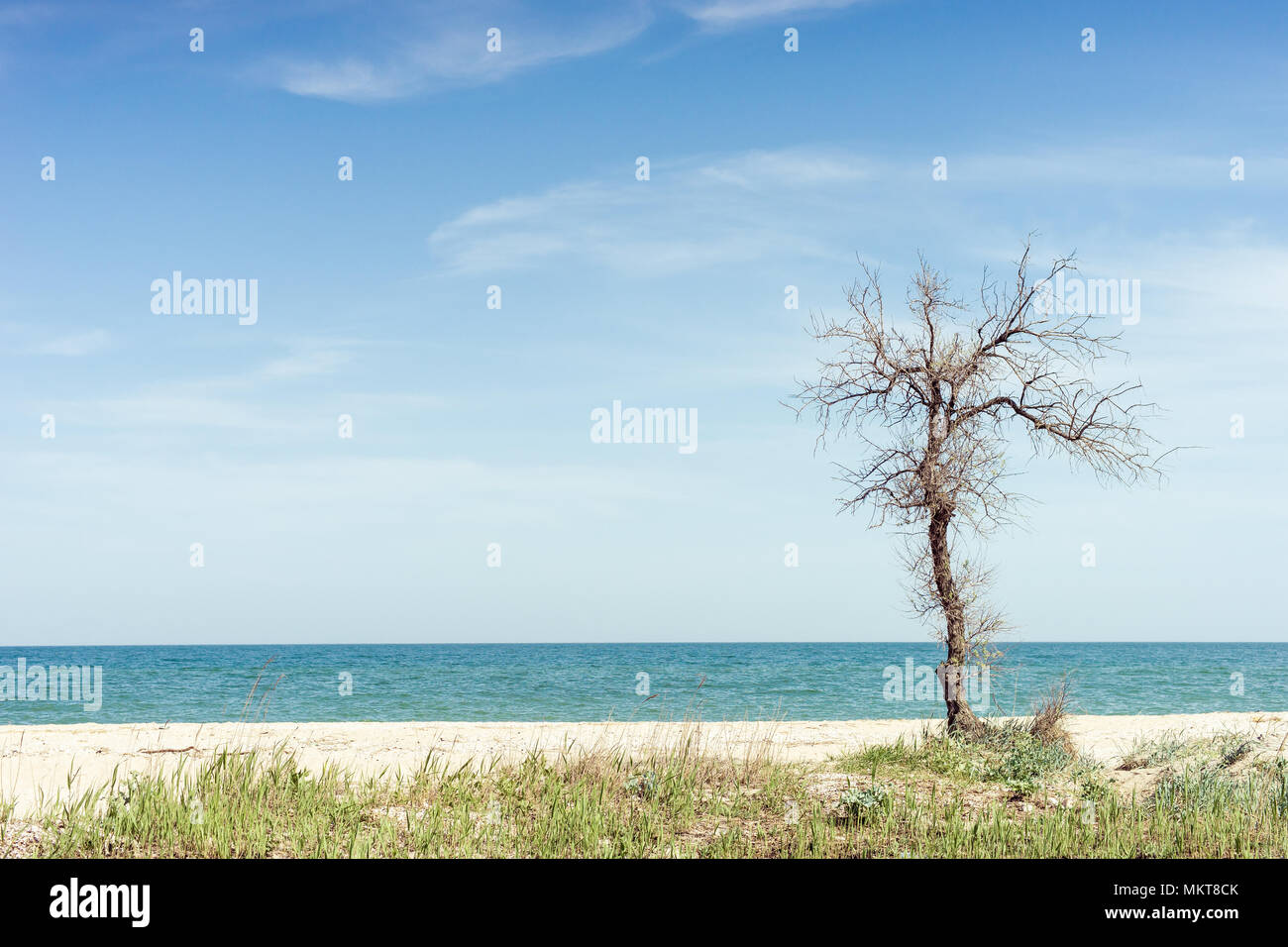 Old dry tree on the beach in summer Stock Photo - Alamy