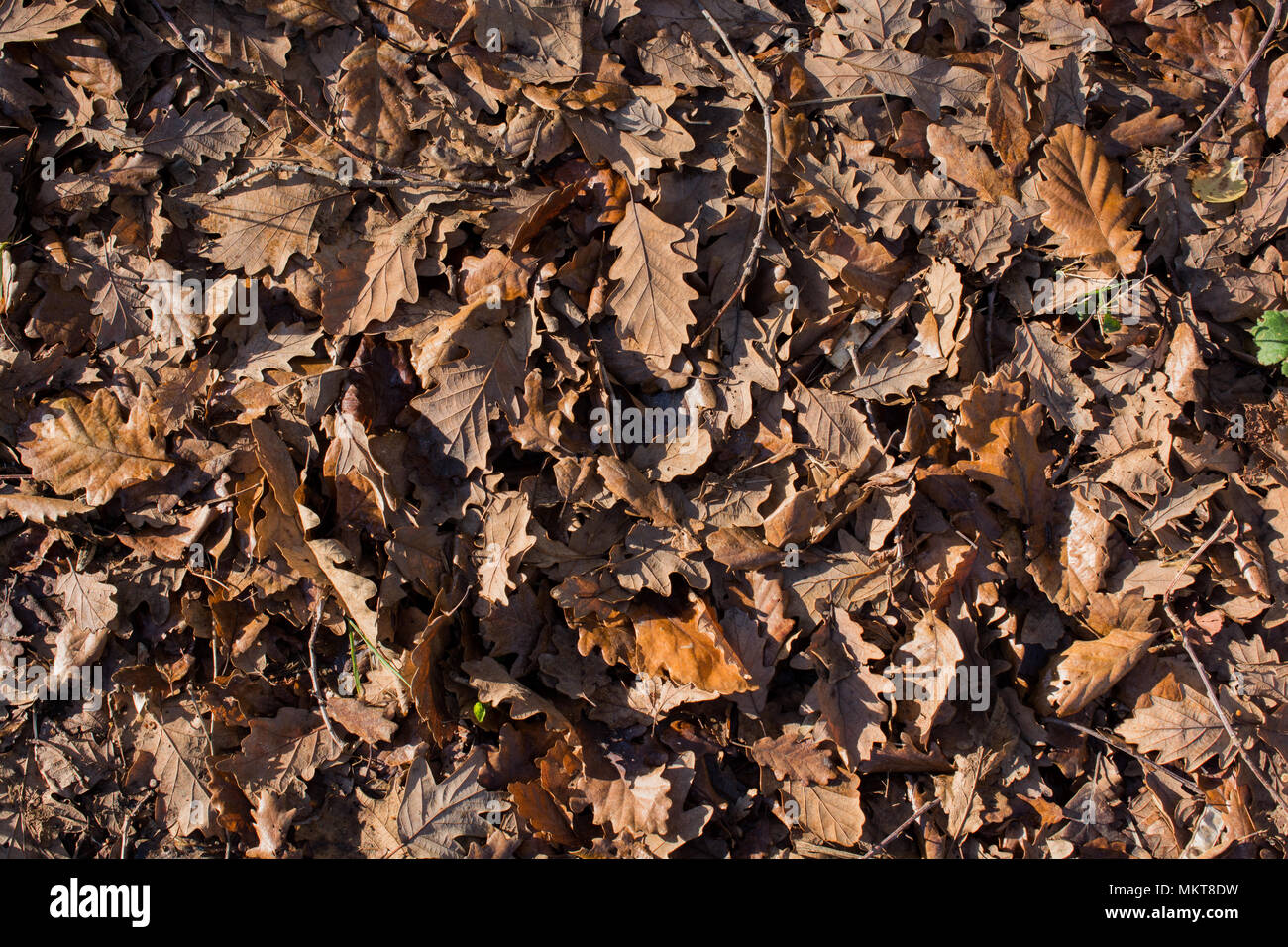 Texture background of autumn season with leaves Stock Photo - Alamy