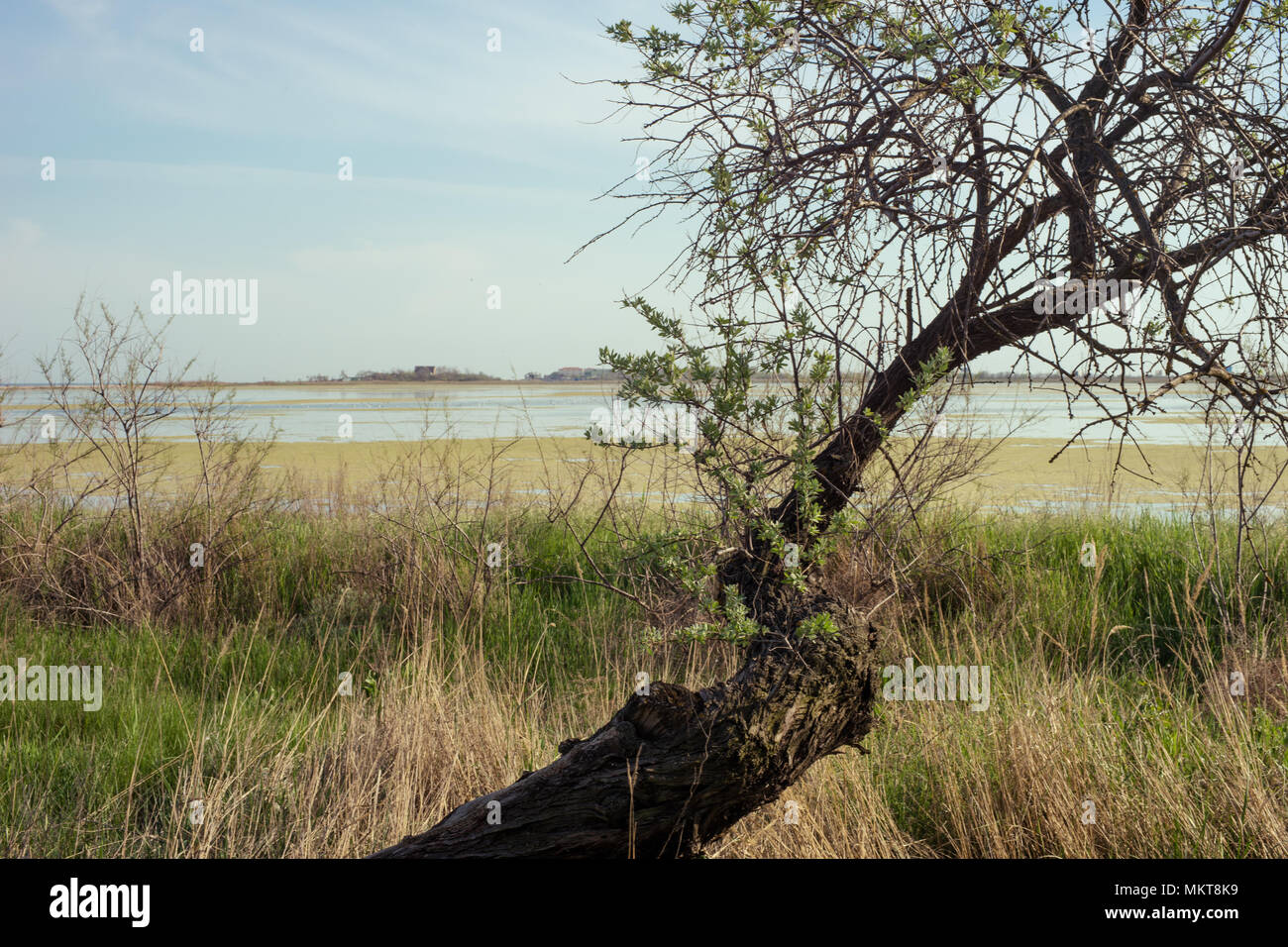 Curved grass leaf hi-res stock photography and images - Alamy