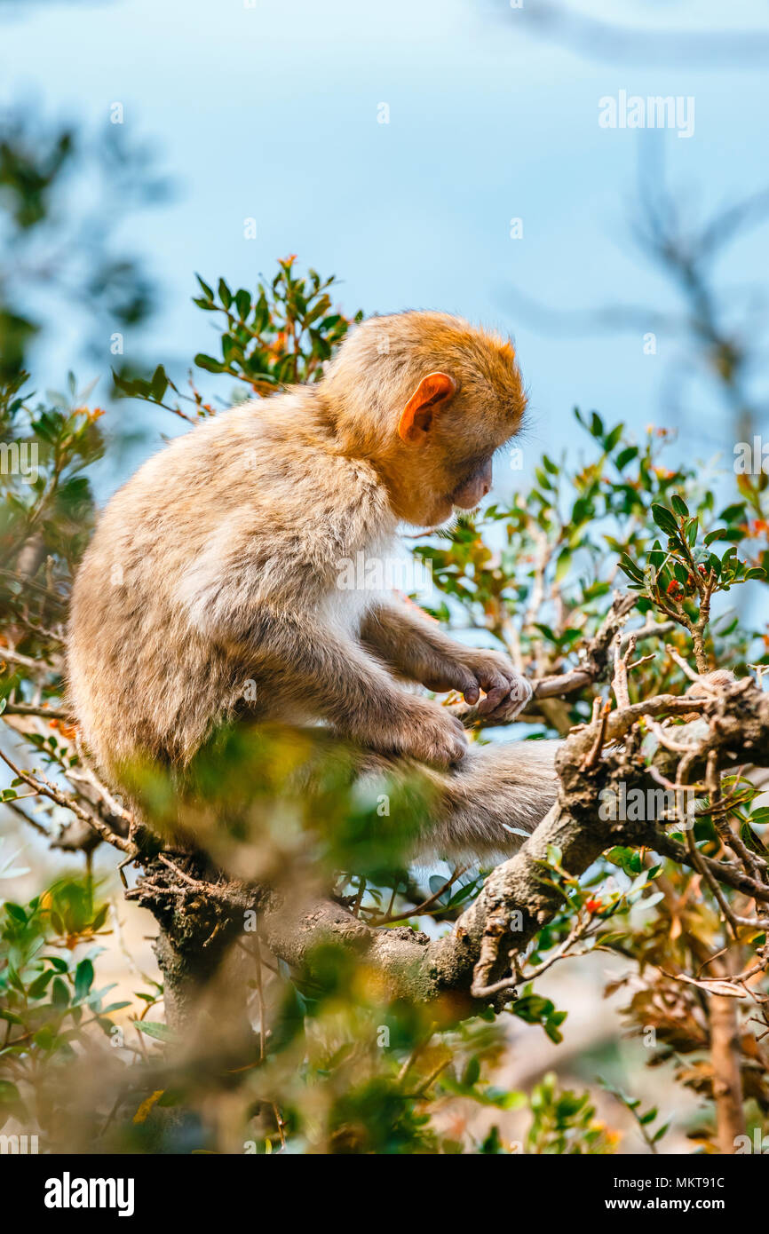 Portrait of a young macaque. Macaques are one of the most famous ...