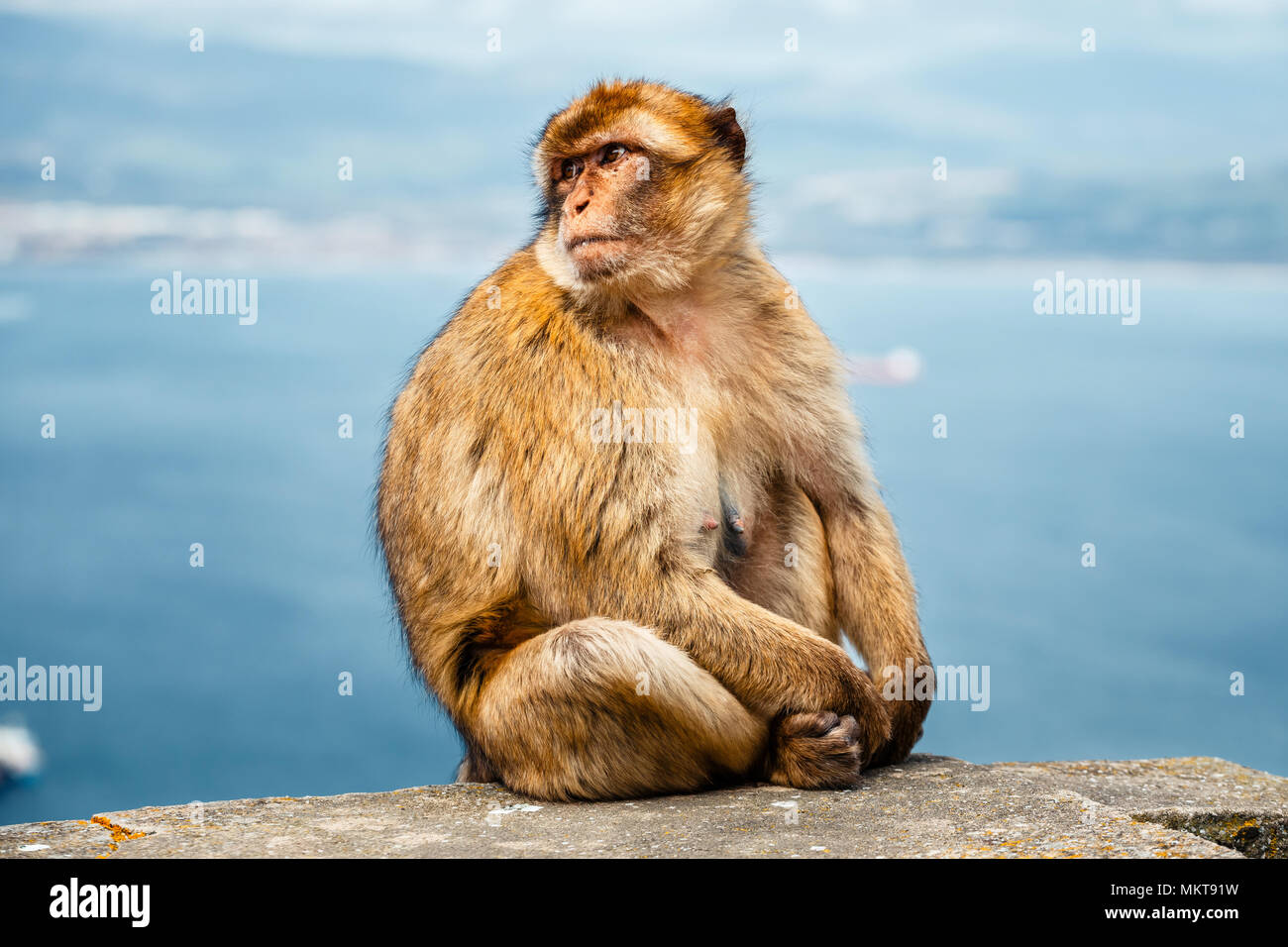Portrait of a wild female macaque. Macaques are one of the most famous ...
