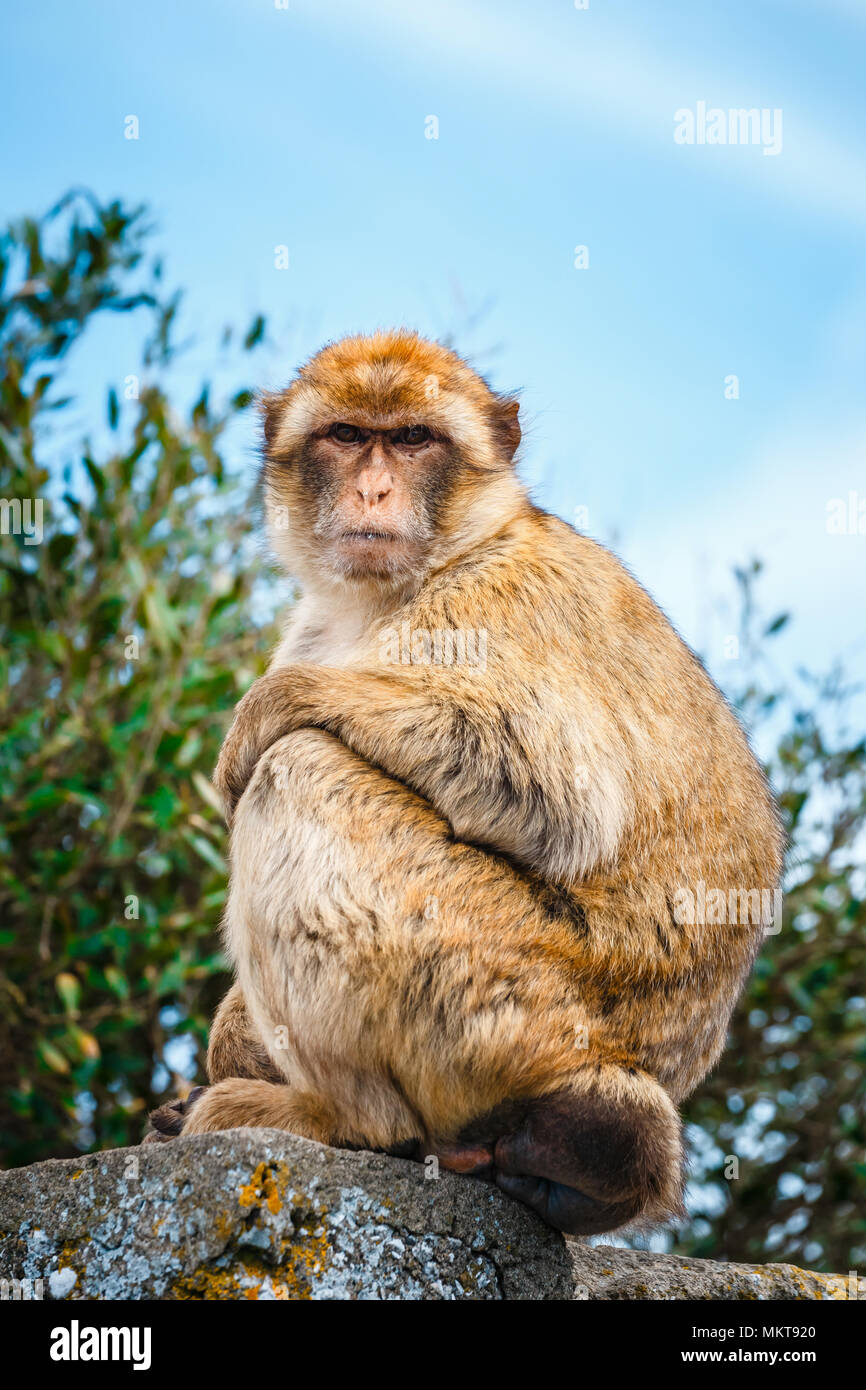 Portrait of a wild female macaque. Macaques are one of the most famous ...