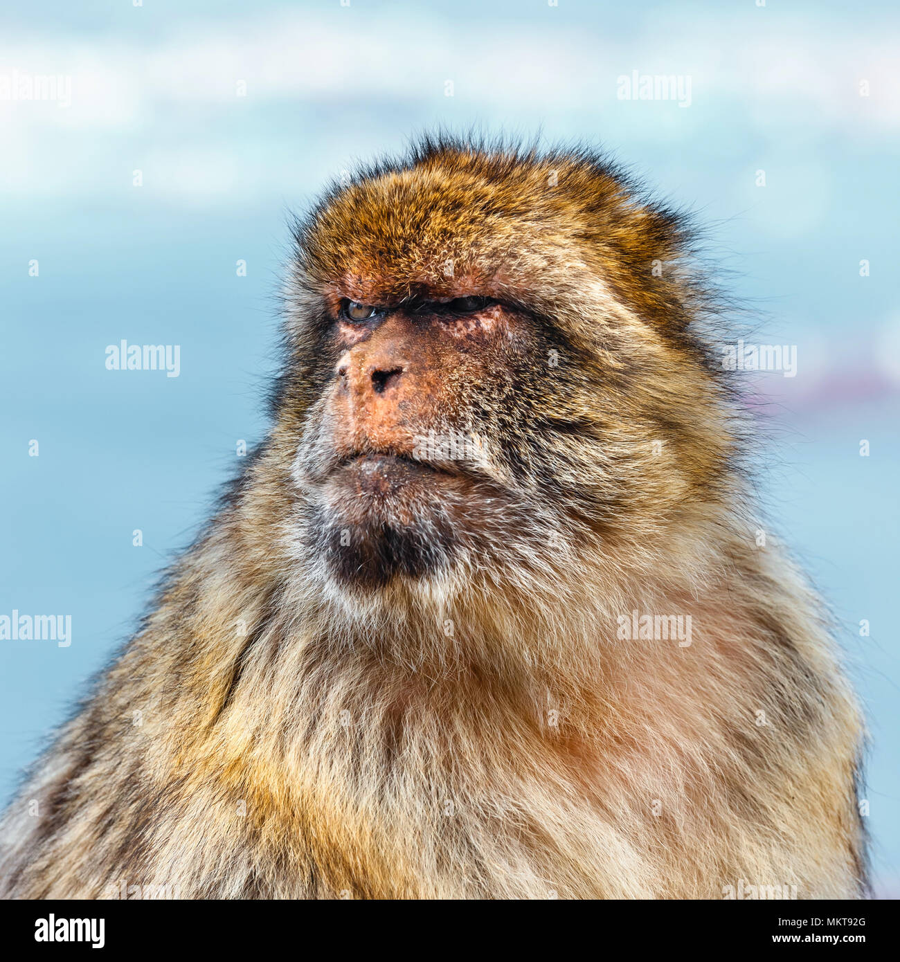 portrait of a wild male macaque. Macaques are one of the most famous ...