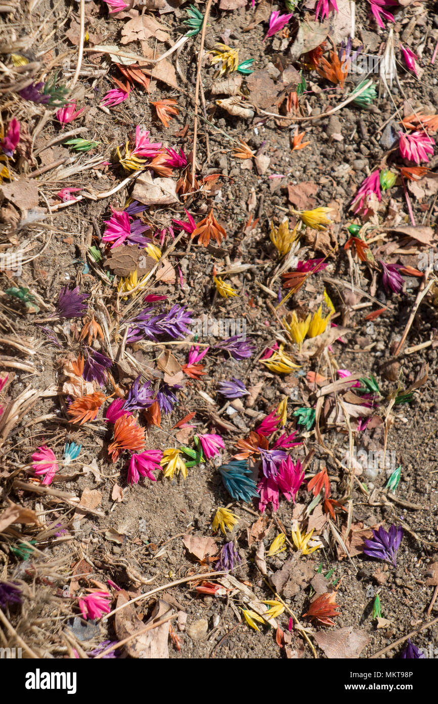 Dyed colorful dry flowers on the soil ground Stock Photo - Alamy