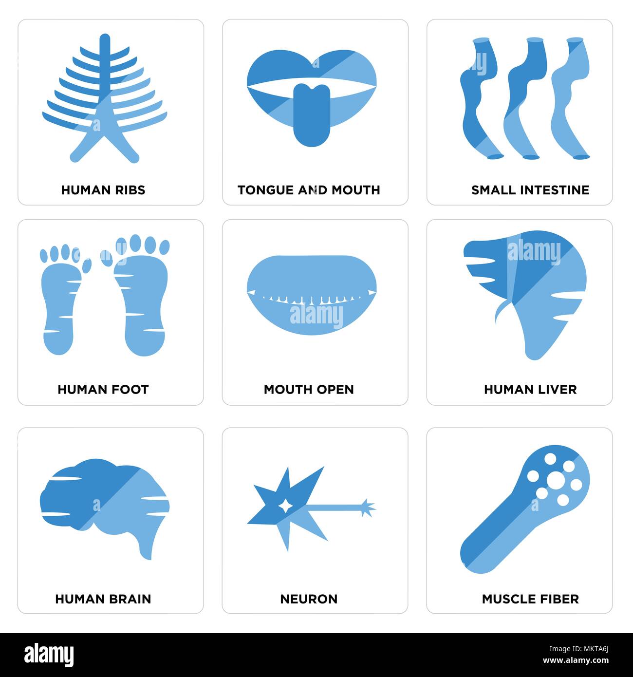 Set Of 9 simple editable icons such as Muscle Fiber, Neuron, Human ...