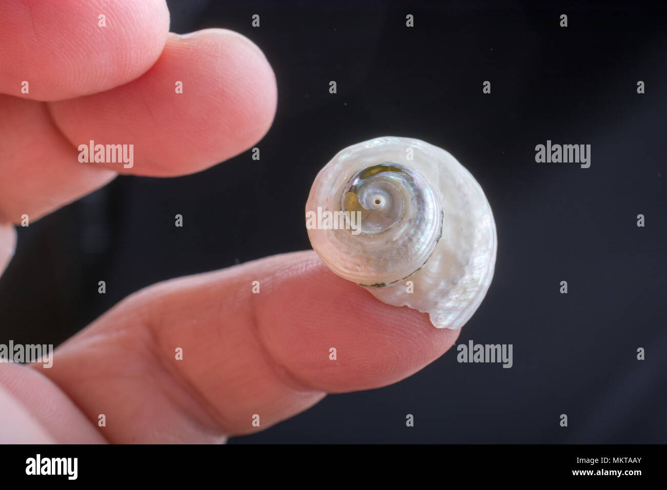 Hand holding beautiful seashell in hand on black Stock Photo - Alamy