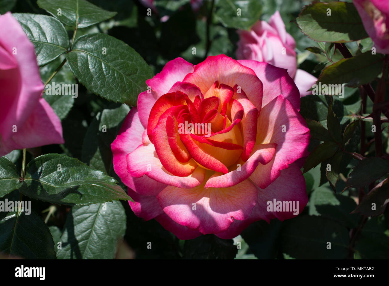Blooming beautiful colorful roses in the garden background Stock Photo ...