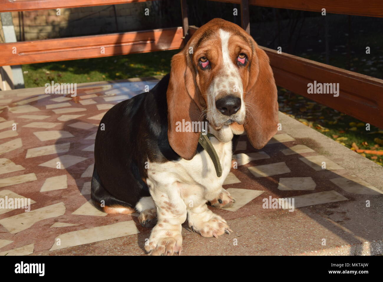 Cute Baby Basset Hounds