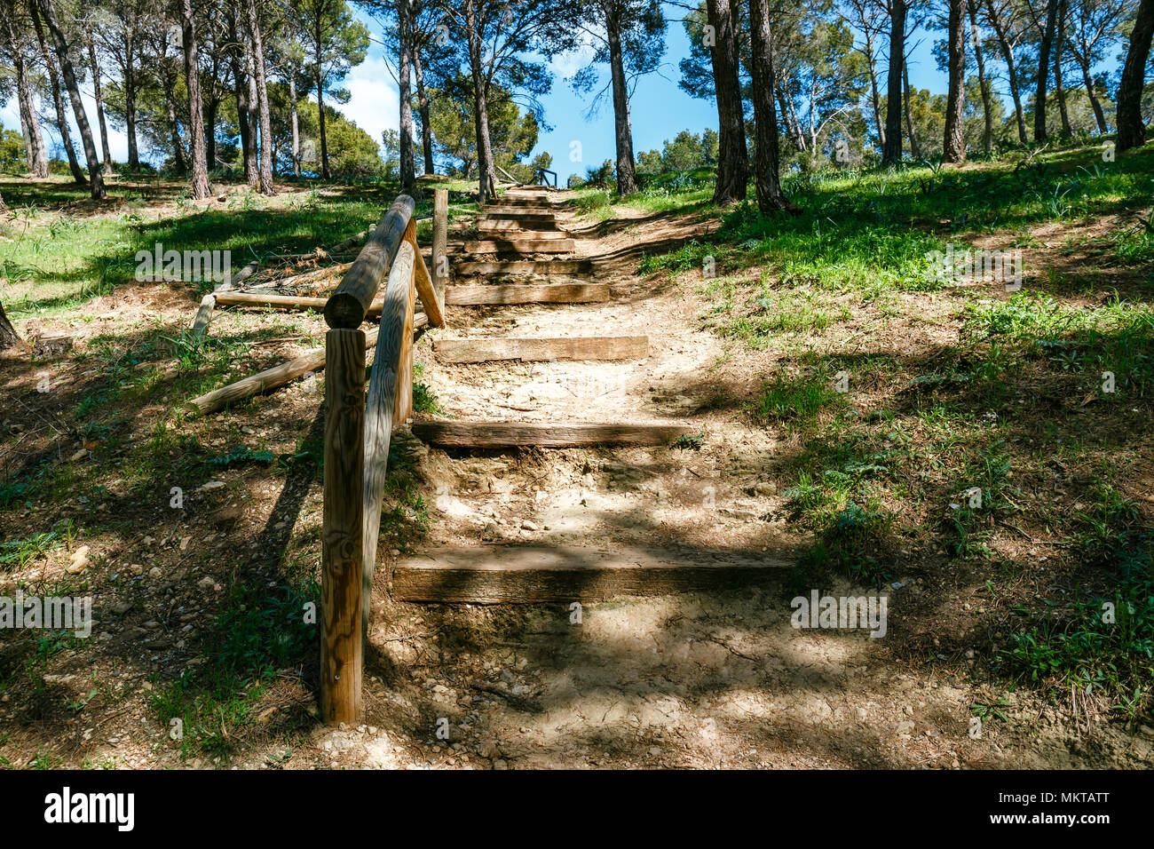 forest path leading through the green forest Stock Photo - Alamy