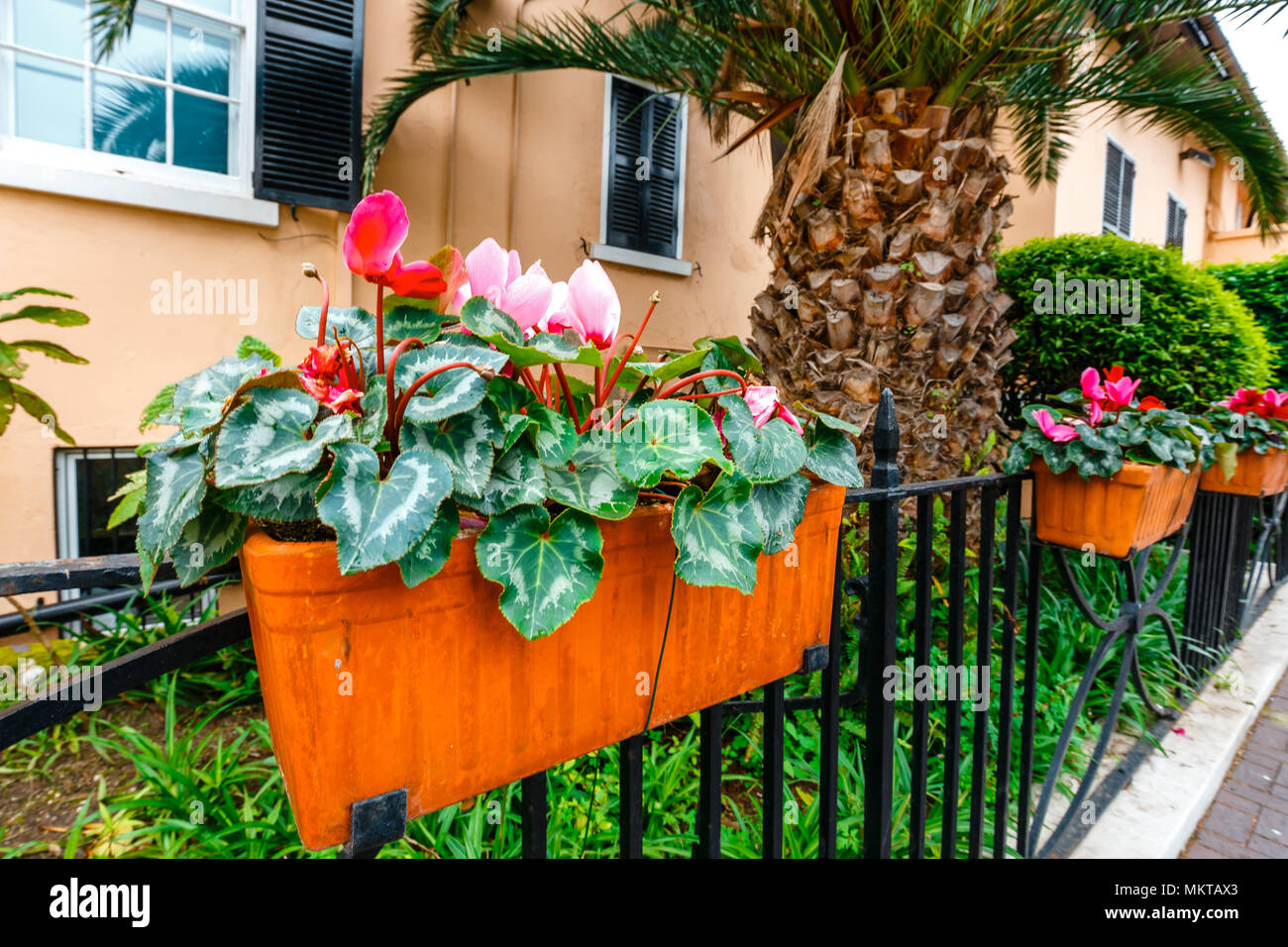 potted spring flowers on a fence, close up Stock Photo - Alamy