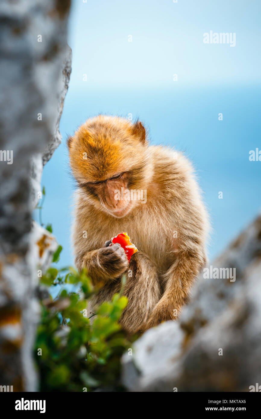 Macaque scream hi-res stock photography and images - Alamy