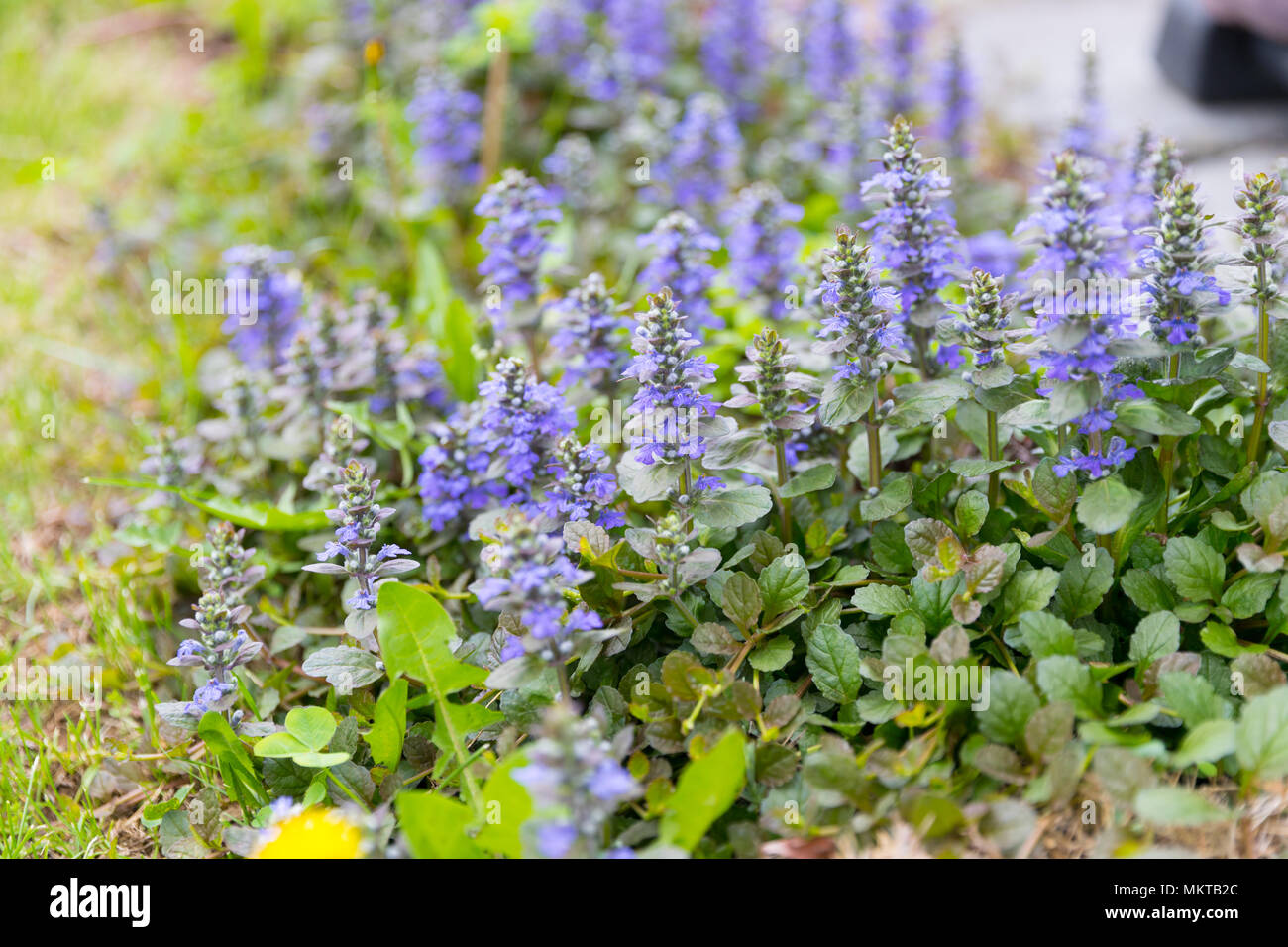 Lupinus flower in late spring Stock Photo - Alamy