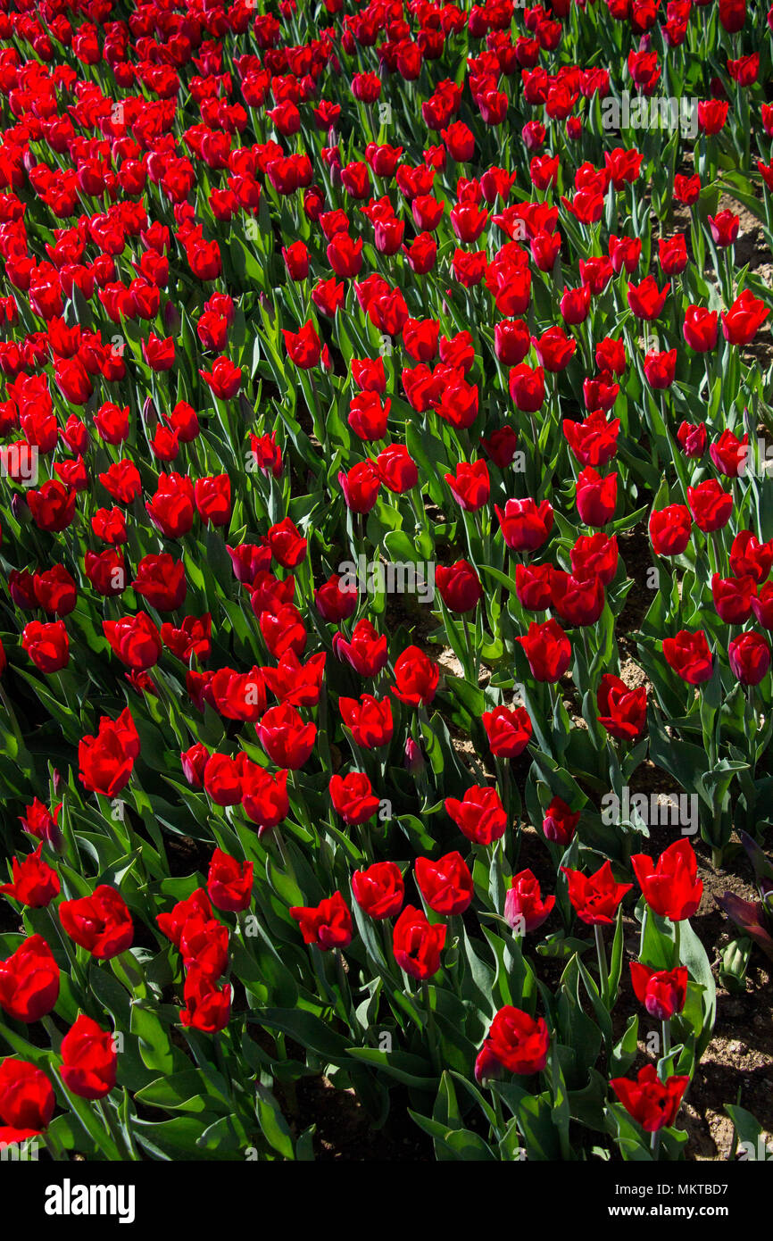 Red color Tulips Bloom in Spring in garden Stock Photo - Alamy