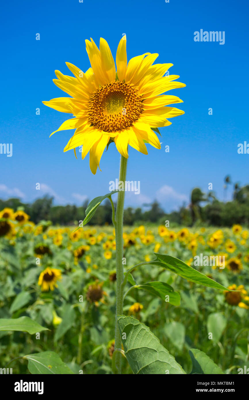 Hotel Surjomukhi, Rajshahi