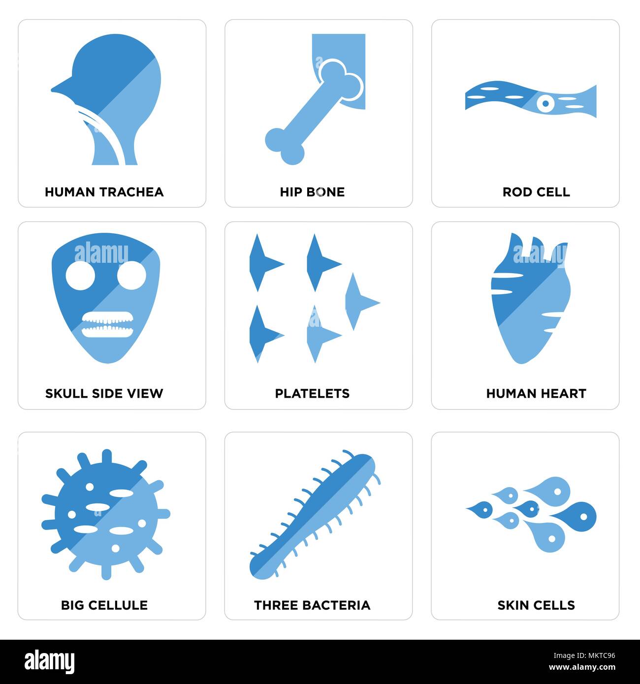Set Of 9 simple editable icons such as Skin Cells, Three Bacteria, Big ...