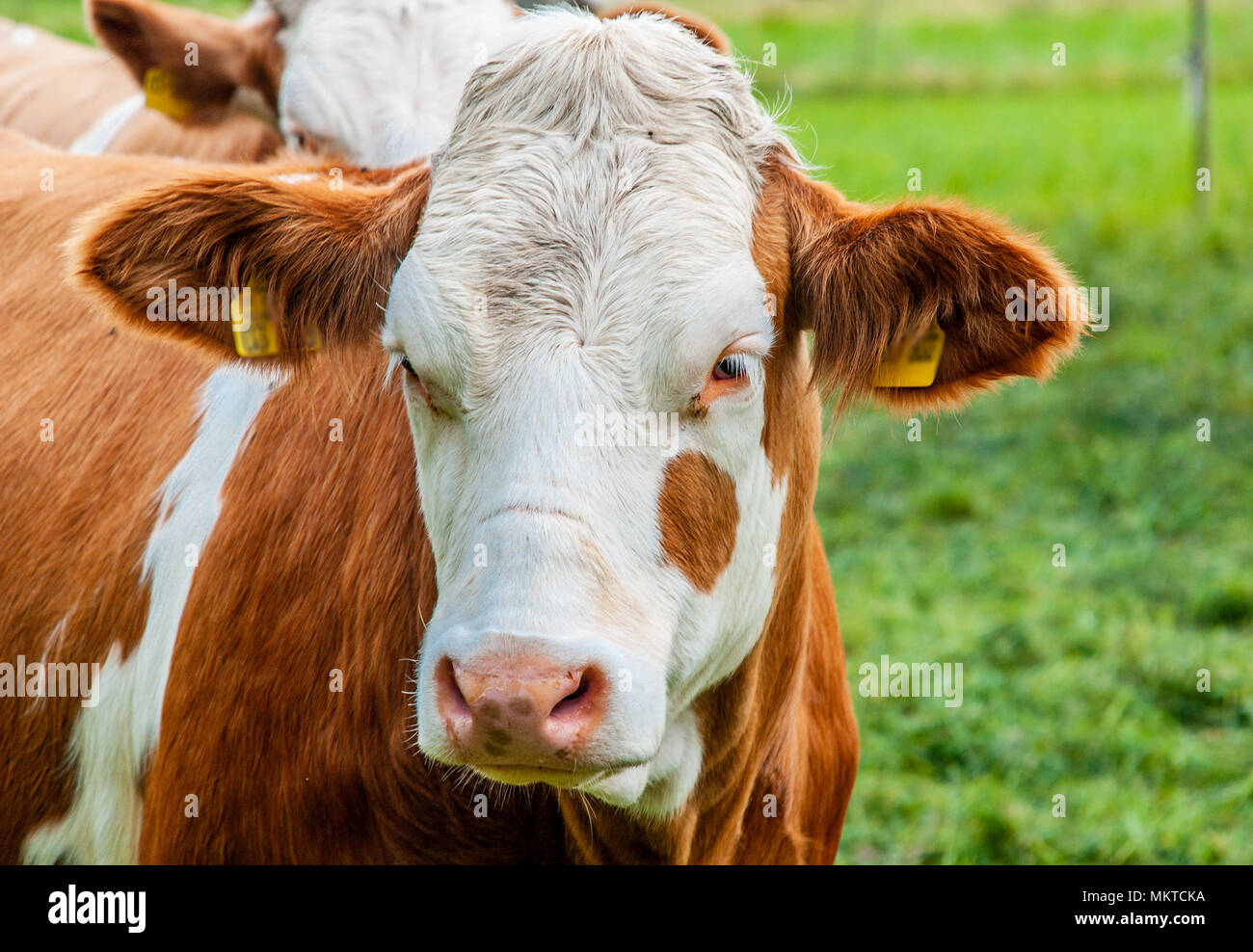 natural looking german cows on a meadow Stock Photo - Alamy