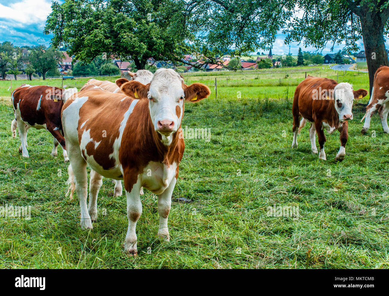 natural looking german cows on a meadow Stock Photo - Alamy