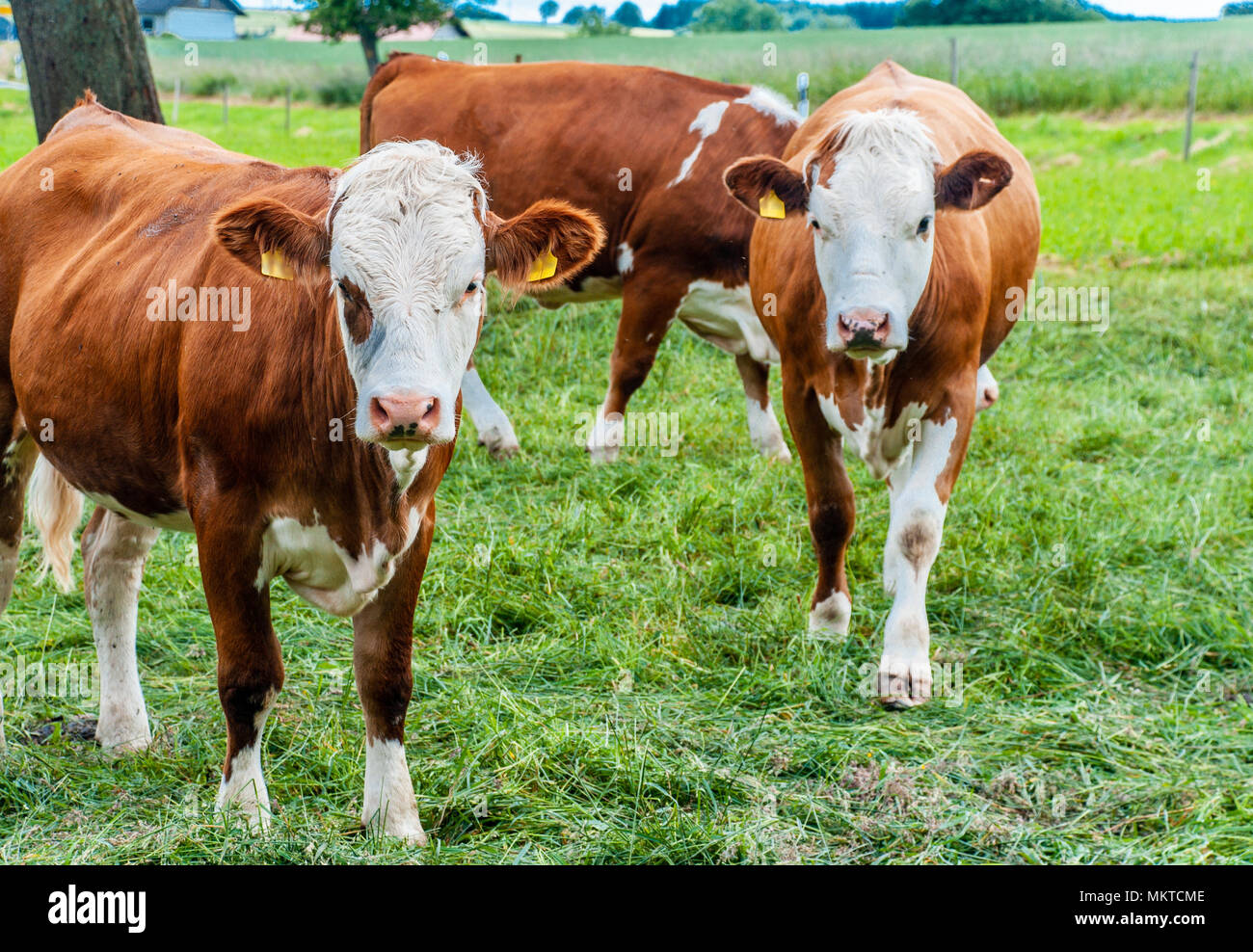 natural looking german cows on a meadow Stock Photo - Alamy