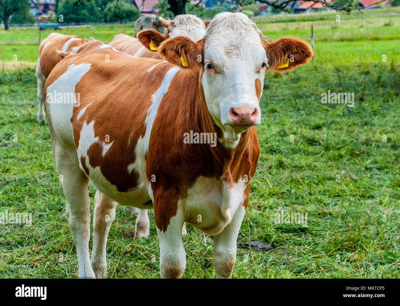 natural looking german cows on a meadow Stock Photo - Alamy