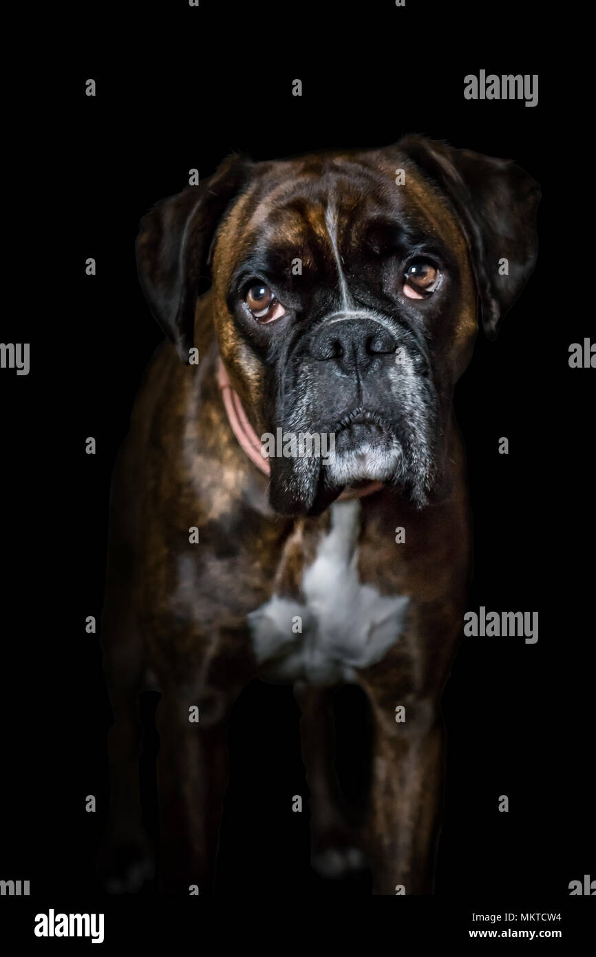 Dog boxer nose hi-res stock photography and images - Alamy