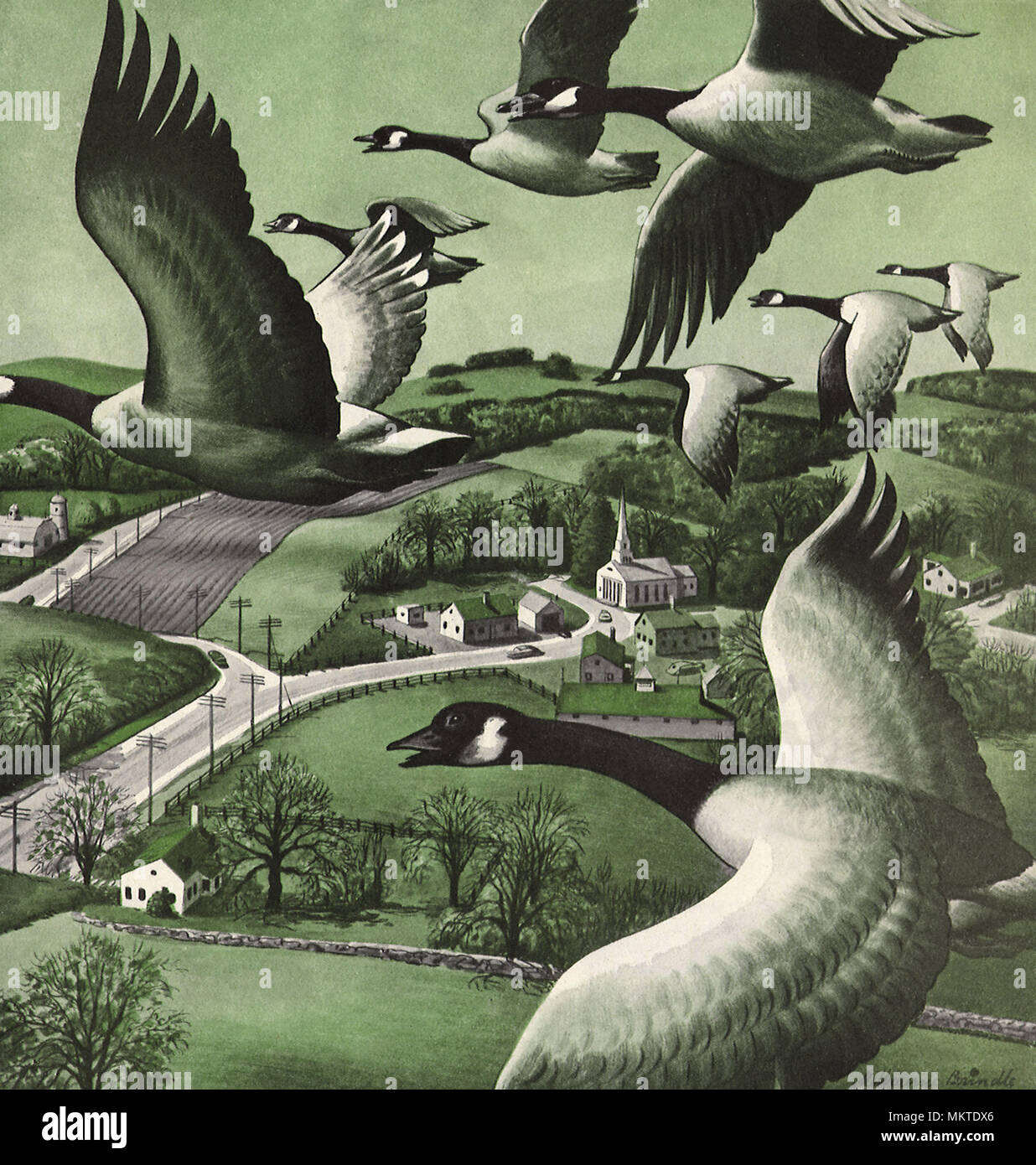 Flying Wild Geese Stock Photo - Alamy