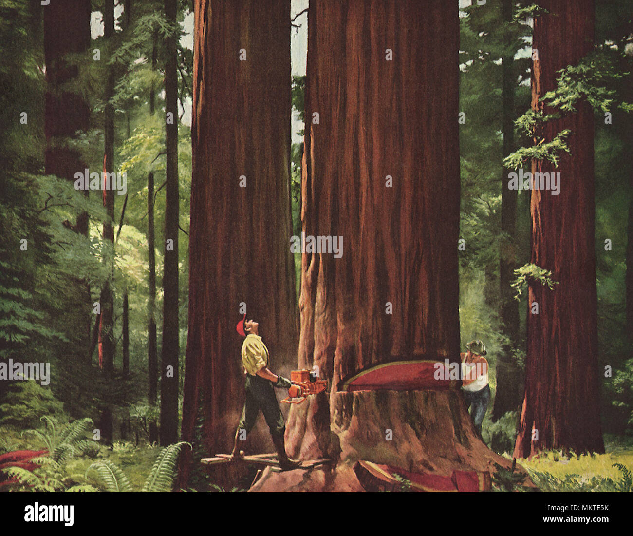 Giant redwood saw hi-res stock photography and images - Alamy