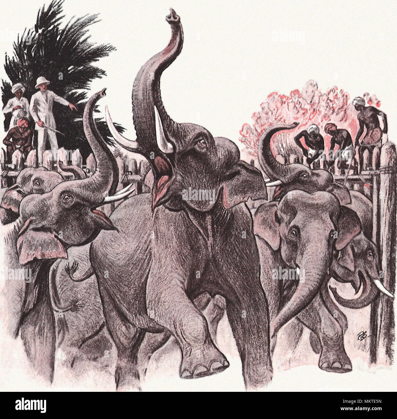 Elephant trap hi-res stock photography and images - Alamy