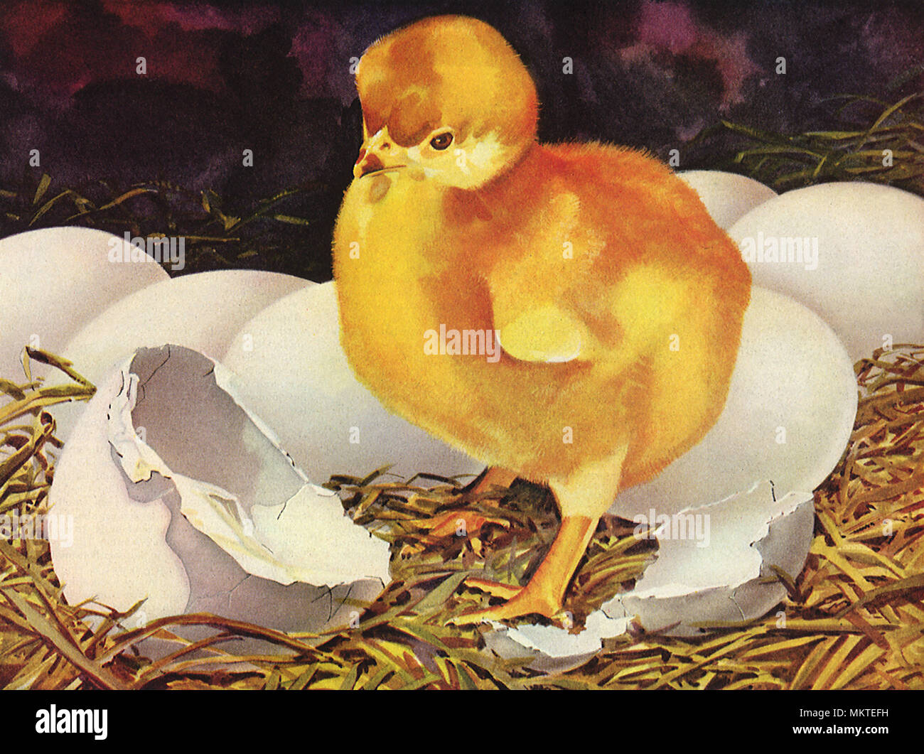 Hatched hi-res stock photography and images - Alamy