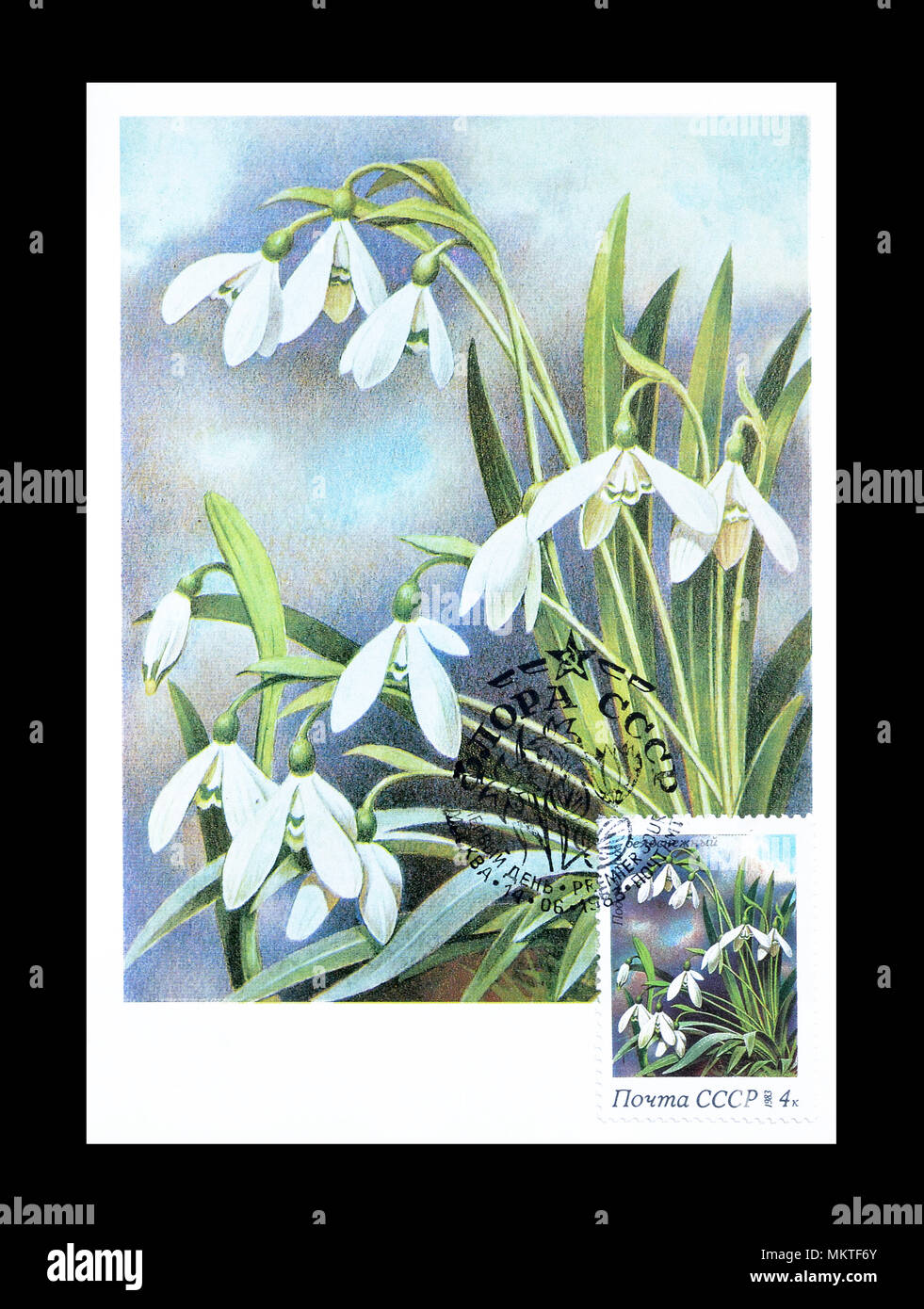 Cancelled postage stamp printed by Soviet Union, that shows Snowdrops ...