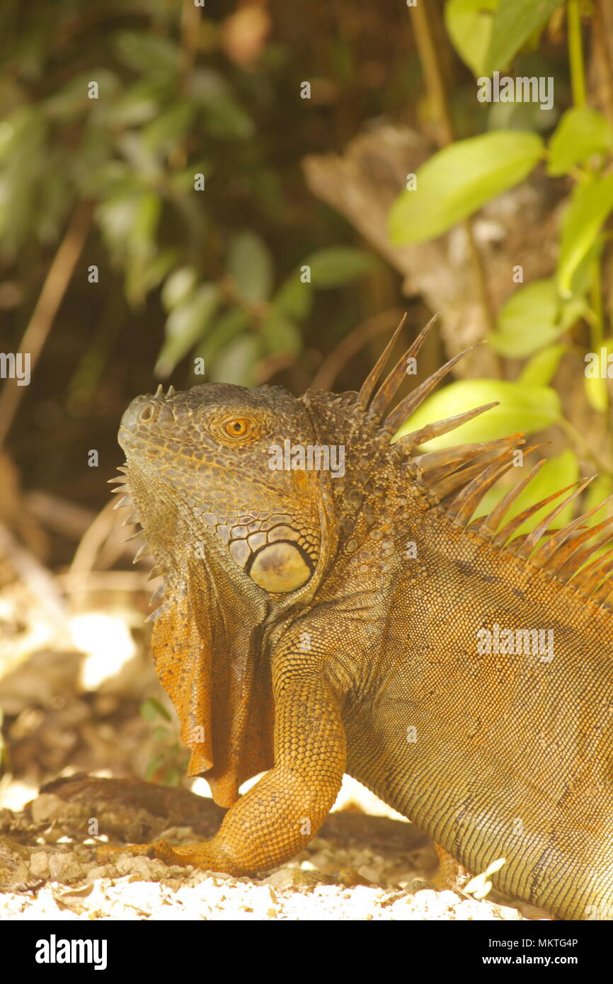 green iguana profile pose Stock Photo - Alamy
